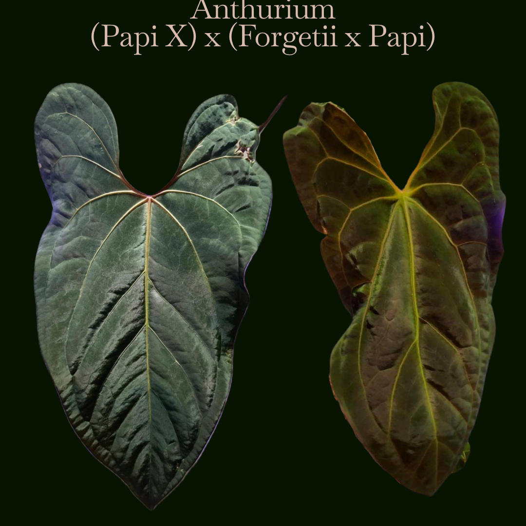Anthurium (Papi X) x (Forgetii x Papi) | Plant Baybe
